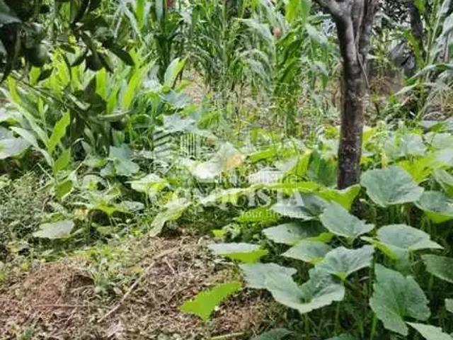 Terreno / Lote para Venda em Caxias do Sul/RS Jardim Iracema