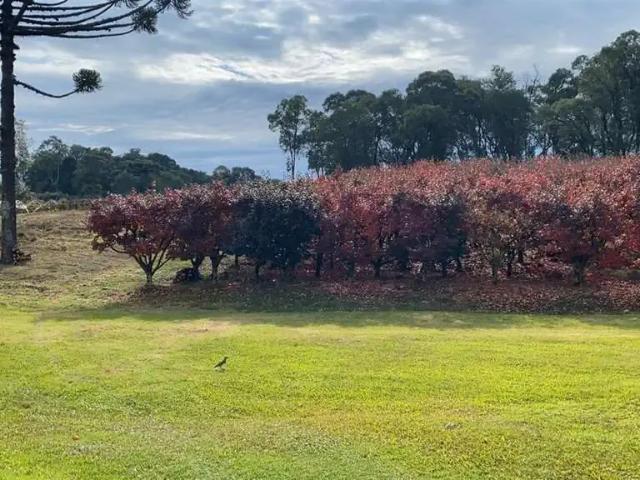 Terreno / Lote para Venda em Caxias do Sul/RS Monte Bérico