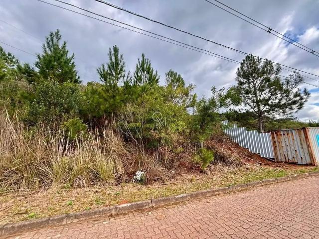 Terreno / Lote para Venda em Caxias do Sul/RS Monte Bérico