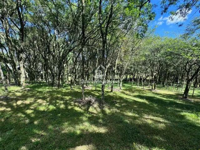 Terreno / Lote para Venda em Caxias do Sul/RS São Ciro