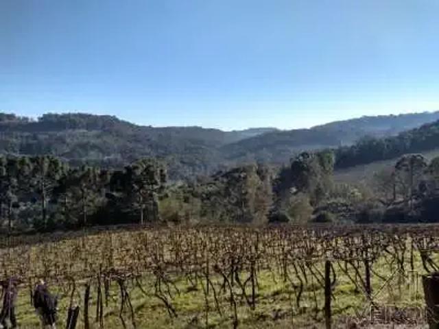 Terreno / Lote para Venda em Caxias do Sul/RS São Luiz