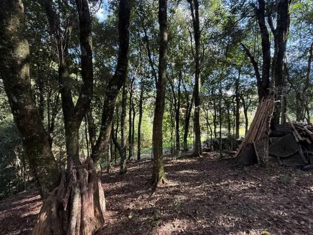 Terreno / Lote para Venda em Caxias do Sul/RS Salgado Filho