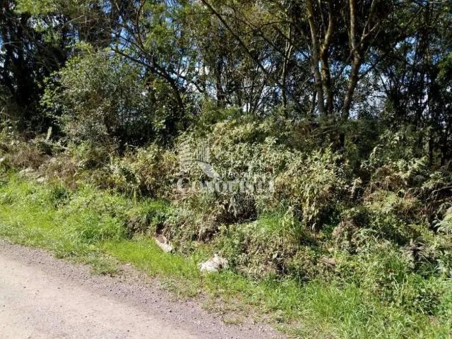Terreno / Lote para Venda em Caxias do Sul/RS Santo Antônio