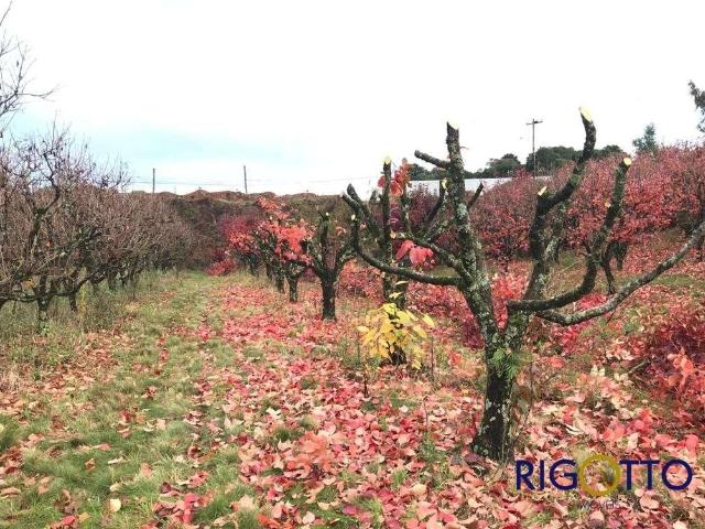 Terreno / Lote para Venda em Caxias do Sul/RS Santa Catarina