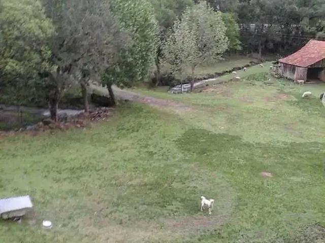 Terreno / Lote para Venda em Caxias do Sul/RS Pedancino