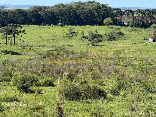 Terreno / Lote para Venda em Caxias do Sul/RS Vila Oliva Distrito