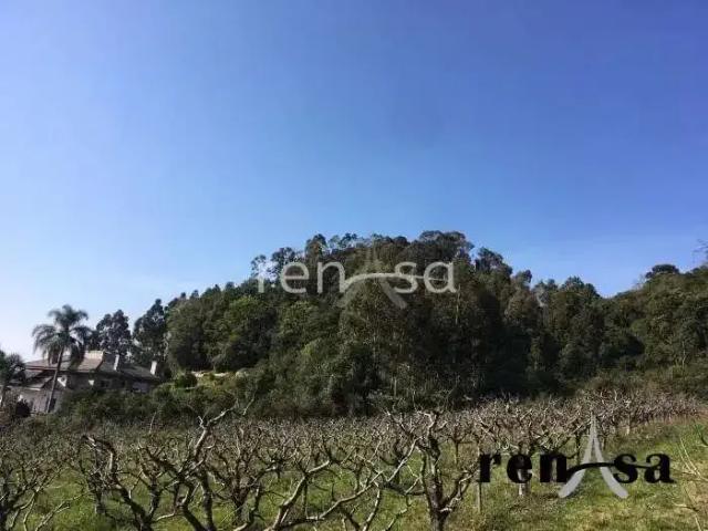 Terreno / Lote para Venda em Caxias do Sul/RS Zorzi