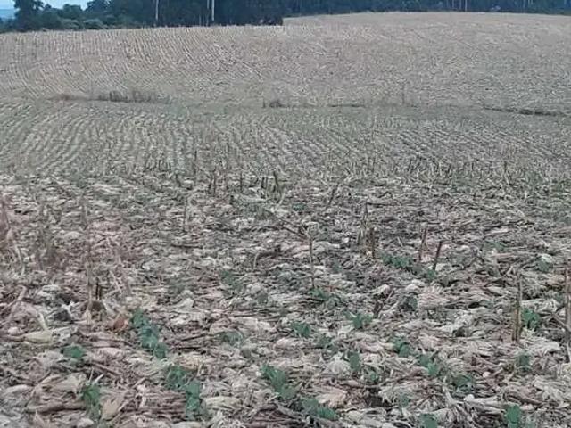 Terreno / Lote para Venda em Chapecó/SC Área Rural de Chapecó