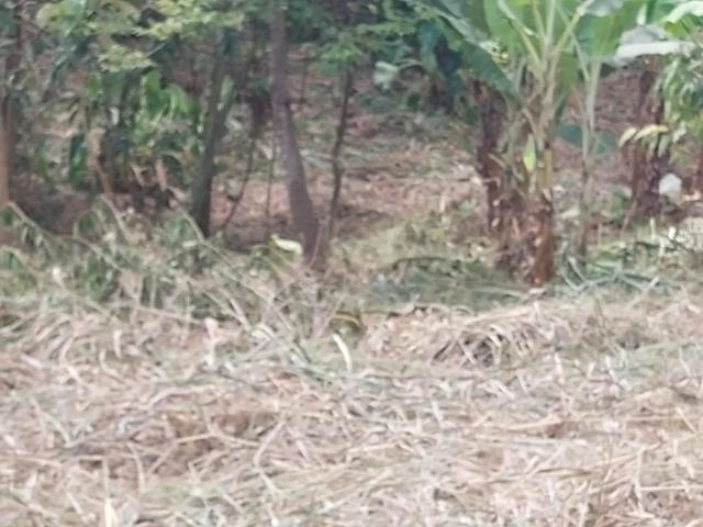 Terreno / Lote para Venda em Contagem/MG Chácaras Califórnia