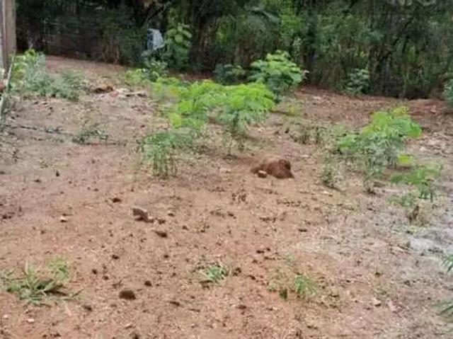 Terreno / Lote para Venda em Contagem/MG Estaleiro