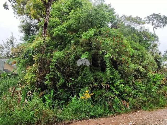 Terreno / Lote para Venda em Colombo/PR Parque do Embu