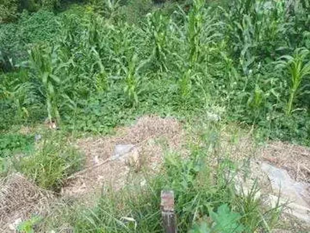 Terreno / Lote para Venda em Cotia/SP Jardim Japão Caucaia do Alto
