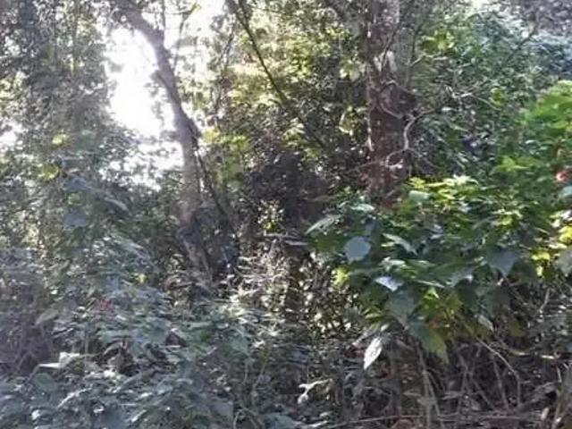 Terreno / Lote para Venda em Cotia/SP Jardim São Vicente
