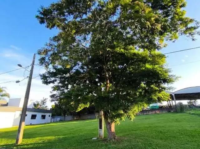 Terreno / Lote para Venda em Criciúma/SC Santo Antônio
