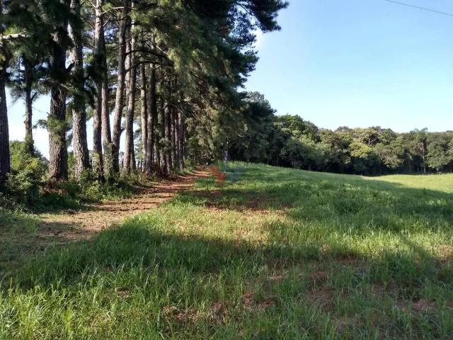 Terreno / Lote para Venda em Curitiba/PR São Miguel