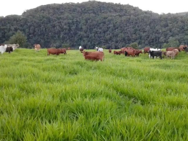 Terreno / Lote para Venda em Entre Rios do Sul/RS Centro