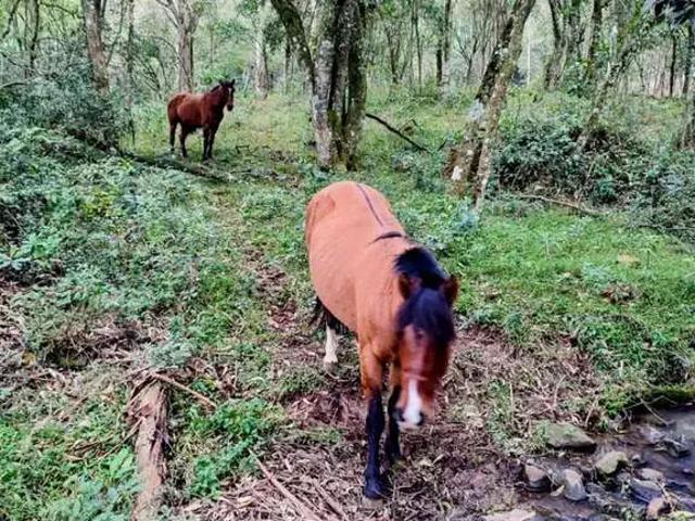 Terreno / Lote para Venda em Farroupilha/RS Nova Sardenha Distrito