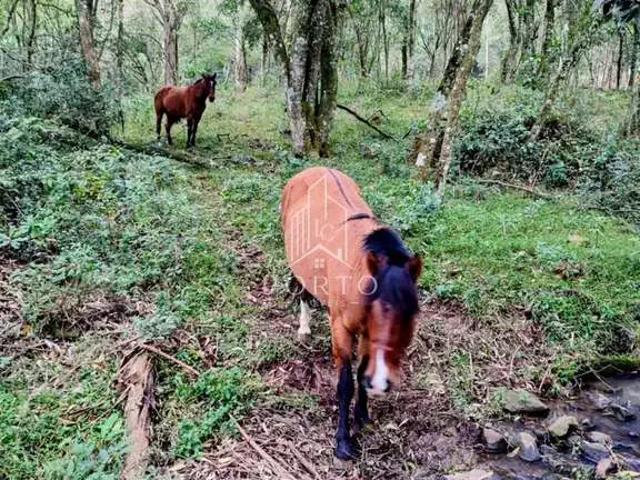 Terreno / Lote para Venda em Farroupilha/RS Nova Sardenha Distrito