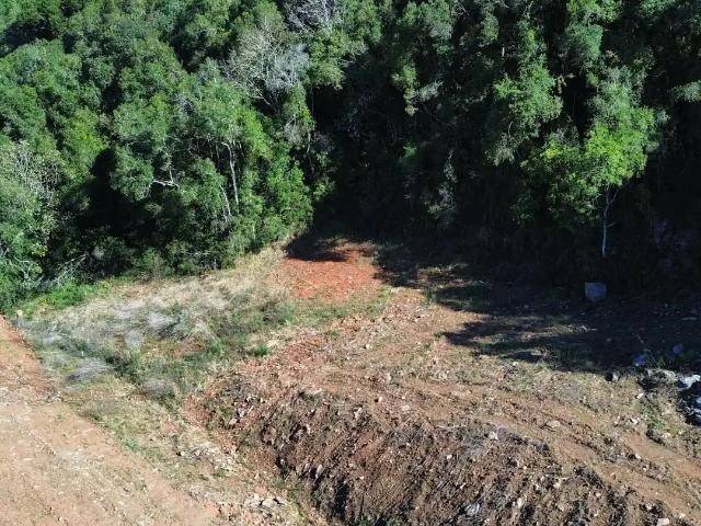 Terreno / Lote para Venda em Flores da Cunha/RS Zona Rural