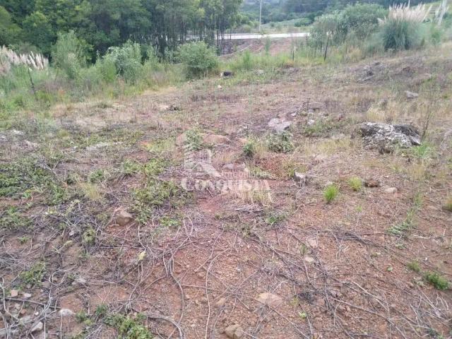Terreno / Lote para Venda em Flores da Cunha/RS Centro