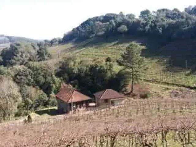 Terreno / Lote para Venda em Flores da Cunha/RS São Gotardo Distrito