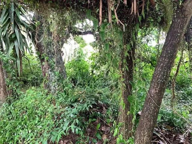 Terreno / Lote para Venda em Florianópolis/SC Jurerê Internacional