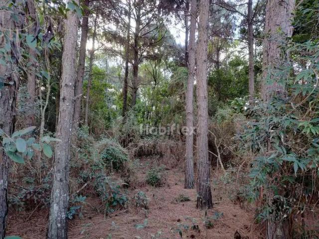 Terreno / Lote para Venda em Florianópolis/SC São João do Rio Vermelho