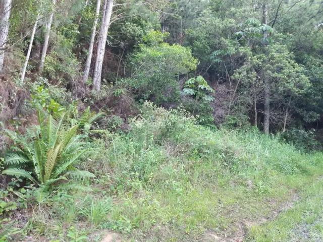 Terreno / Lote para Venda em Florianópolis/SC Vargem Pequena