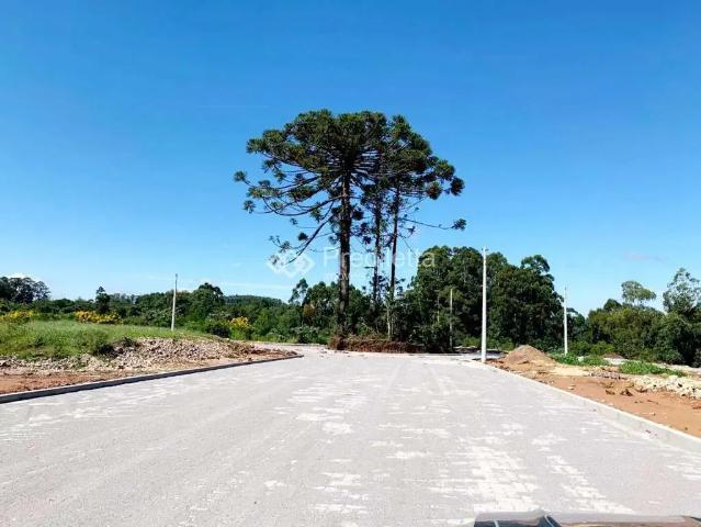 Terreno / Lote para Venda em Garibaldi/RS Alfândega