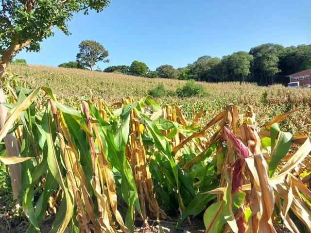 Terreno / Lote para Venda em Garibaldi/RS Integração