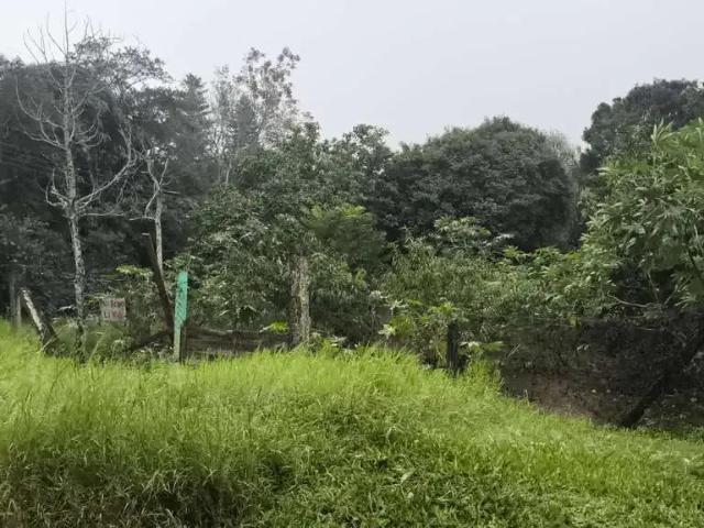 Terreno / Lote para Venda em Gravataí/RS Loteamento Rural Palermo