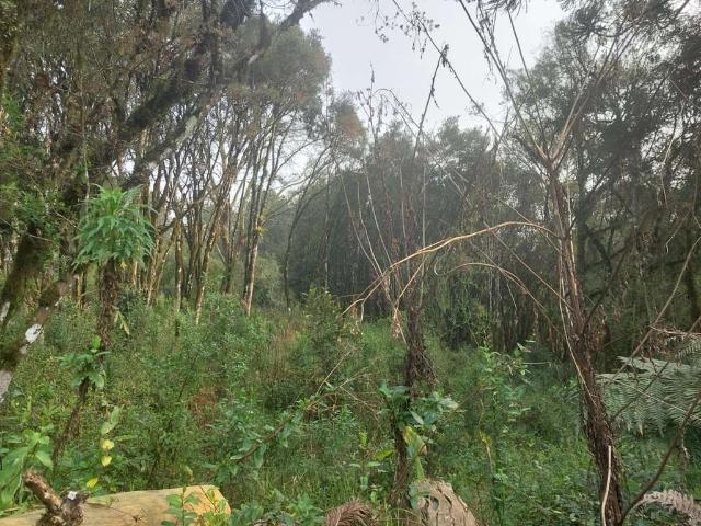 Terreno / Lote para Venda em Gramado/RS Carniel
