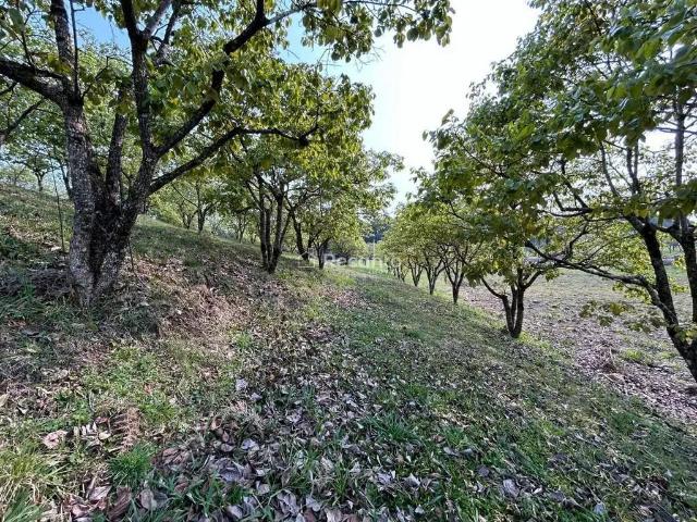 Terreno / Lote para Venda em Gramado/RS Mato Queimado