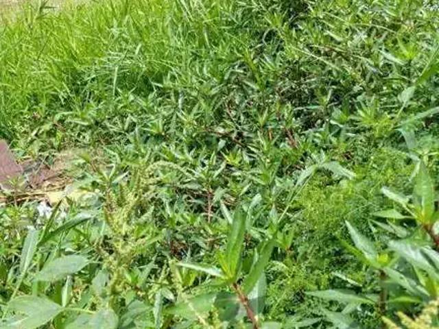 Terreno / Lote para Venda em Guarulhos/SP Parque Flamengo