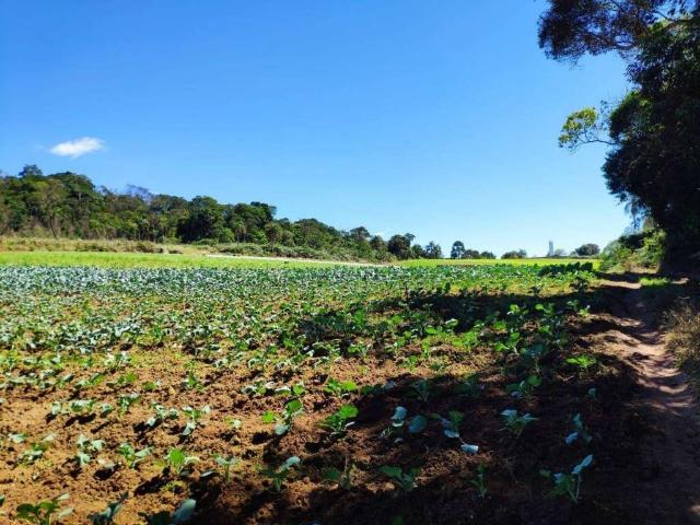 Terreno / Lote para Venda em Ibiúna/SP Sorocamirim