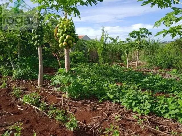 Terreno / Lote para Venda em Ibiporã/PR Zona Rural