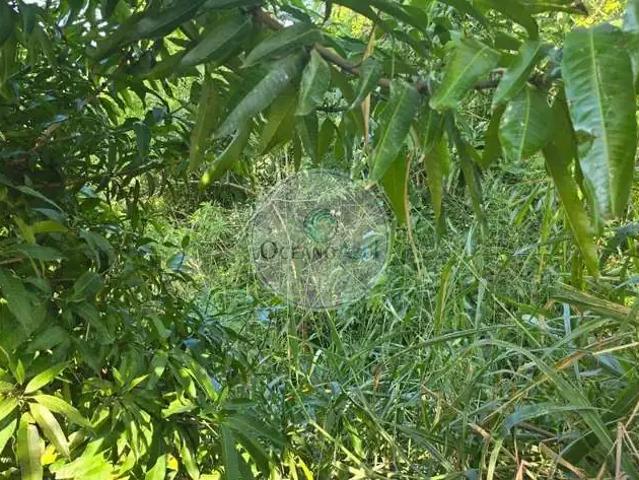 Terreno / Lote para Venda em Ilhabela/SP Camarão
