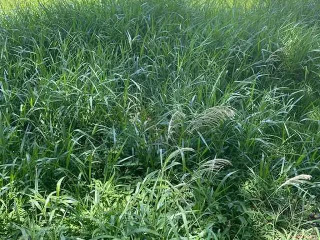Terreno / Lote para Venda em Itatiba/SP Jardim Leonor