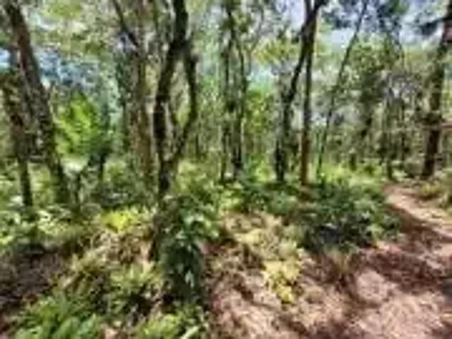 Terreno / Lote para Venda em Itanhaém/SP Gaivota Praia