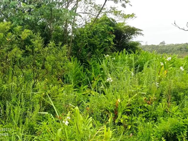 Terreno / Lote para Venda em Itanhaém/SP Gaivota Praia