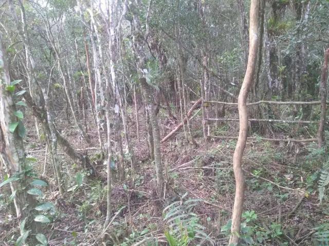 Terreno / Lote para Venda em Itanhaém/SP Gaivota Praia
