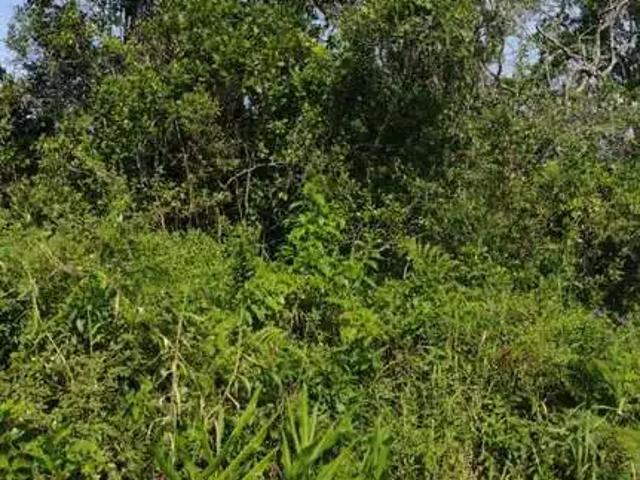 Terreno / Lote para Venda em Itanhaém/SP Gaivota Praia