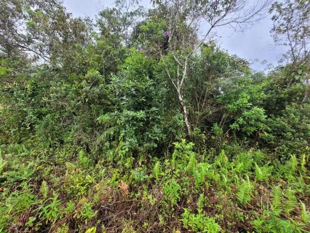 Terreno / Lote para Venda em Itanhaém/SP Jardim Coronel