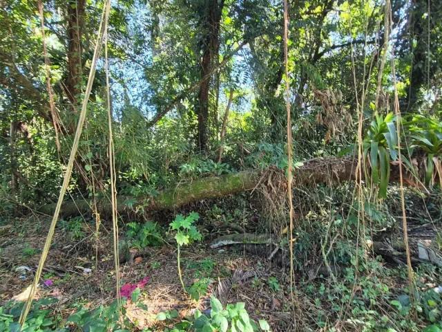 Terreno / Lote para Venda em Itanhaém/SP Jardim Coronel
