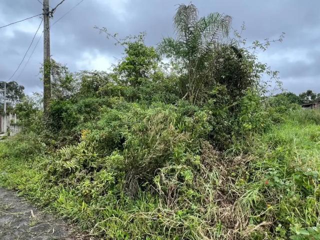 Terreno / Lote para Venda em Itanhaém/SP Palmeiras II