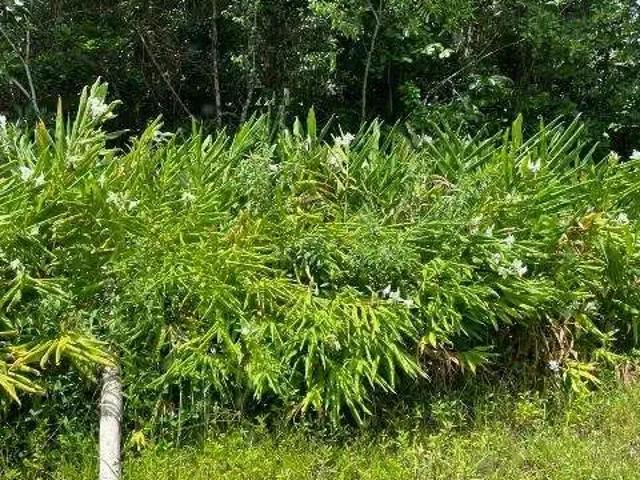 Terreno / Lote para Venda em Itanhaém/SP São Fernando