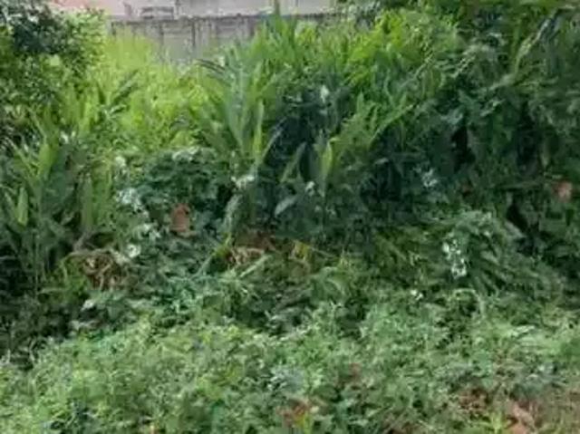 Terreno / Lote para Venda em Itanhaém/SP Gaivota Praia
