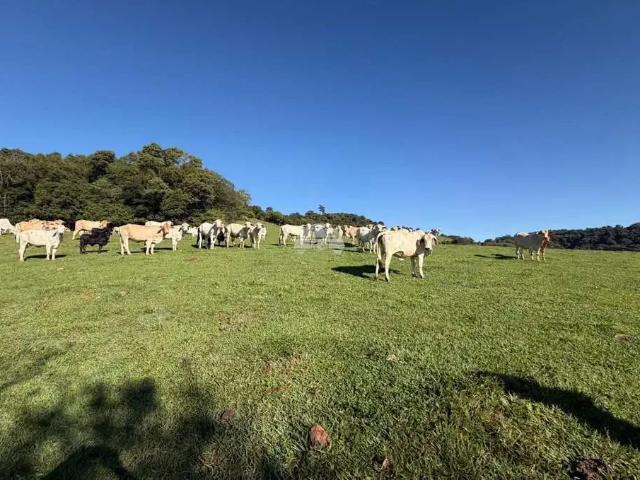 Terreno / Lote para Venda em Itapejara d'Oeste/PR Zona Rural