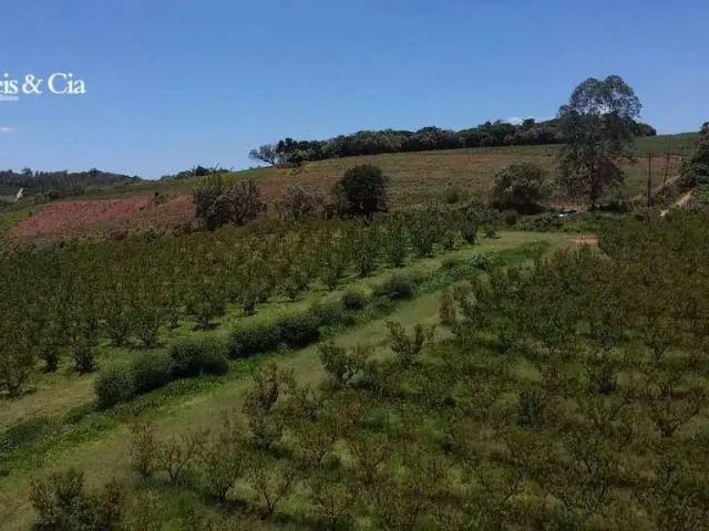 Terreno / Lote para Venda em Jarinu/SP Pitangal