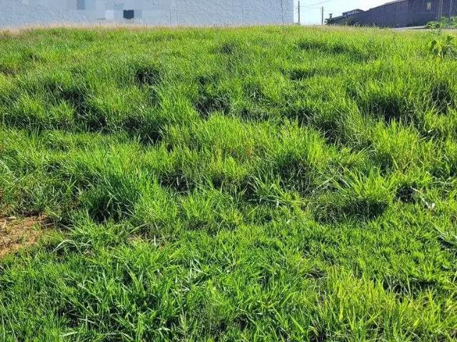 Terreno / Lote para Venda em Limeira/SP Jardim Residencial Campo Novo
